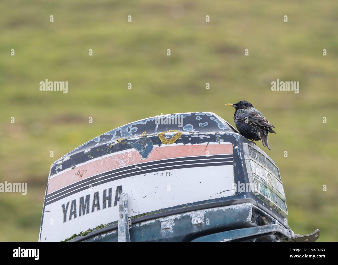 Starling (Sturnus vulgaris) sitting on old outboard motor, Vidlin, East ...