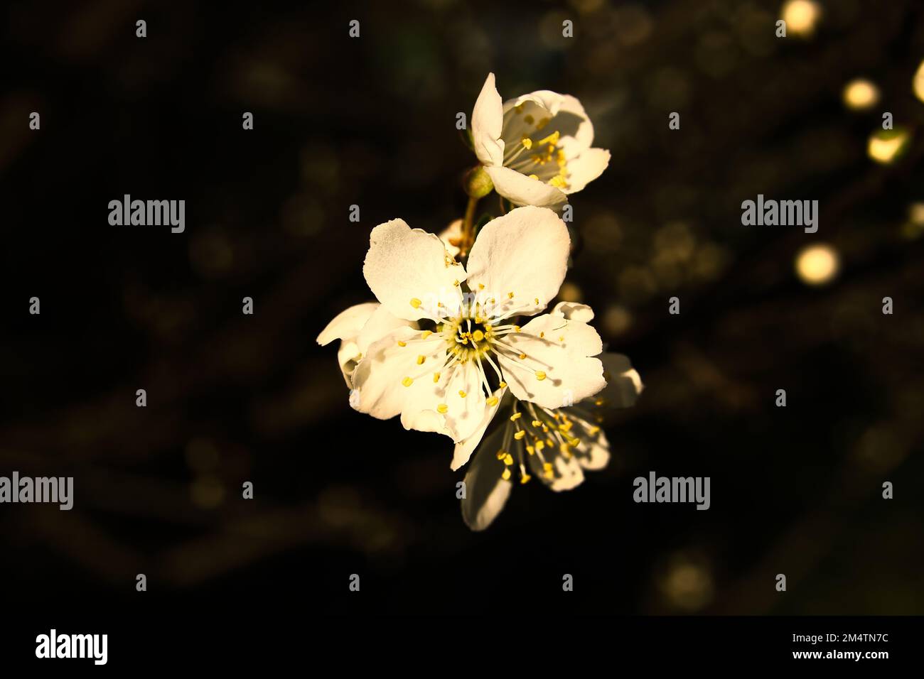 cherry blossoms on the branches of a cherry tree. dreamy, delicate ...
