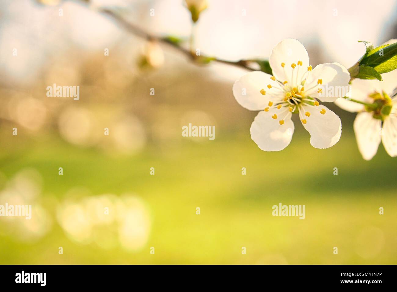 cherry blossoms on the branches of a cherry tree. dreamy, delicate ...