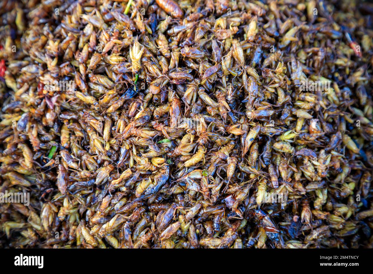 Fried bugs and insects are a common street food snack in Thailand and ...