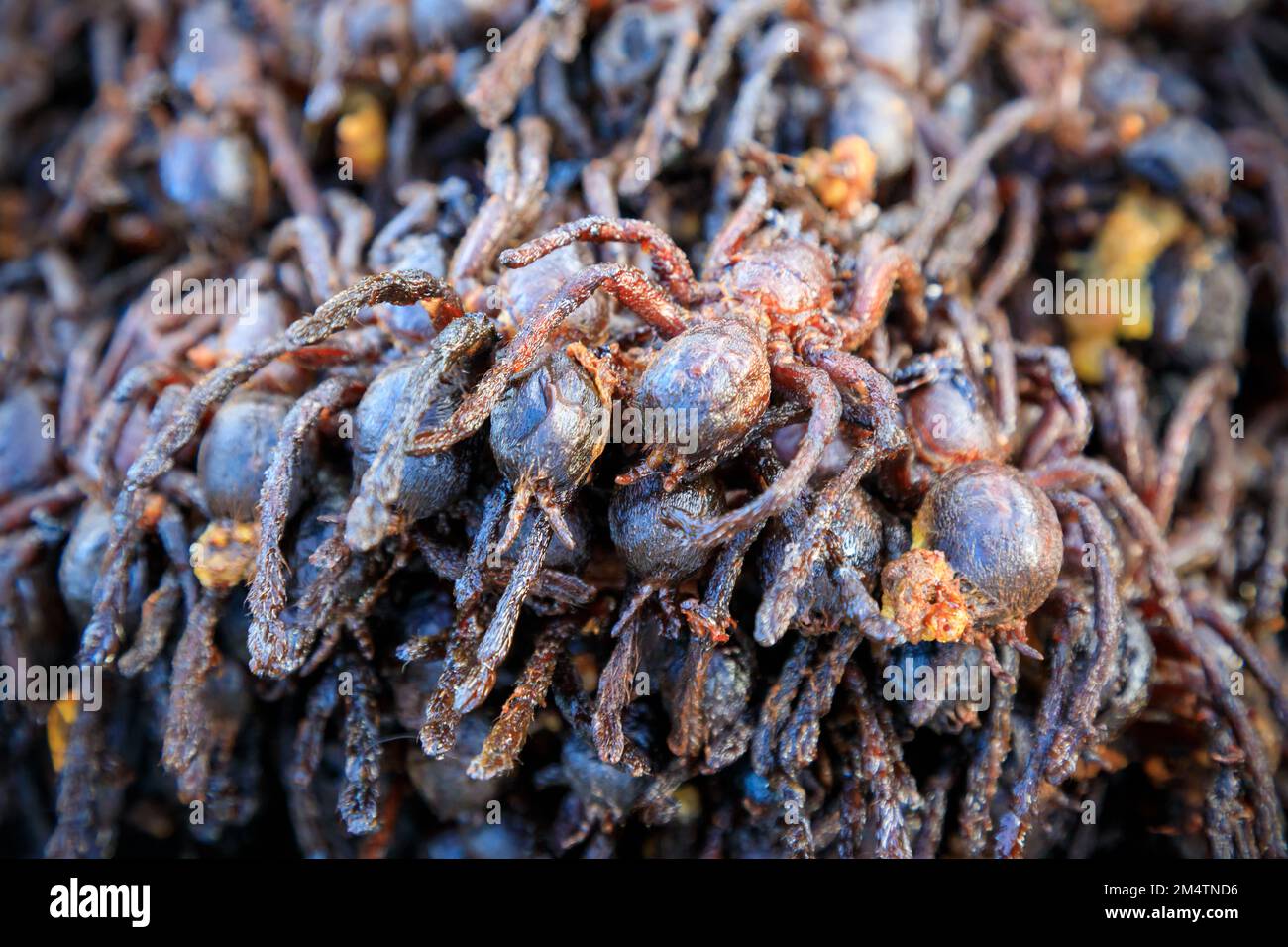 Fried bugs and insects are a common street food snack in Thailand and ...