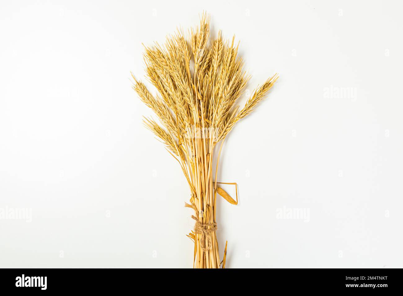 Seeds of ripe wheat on a white background. A whole crop of wheat germ ...