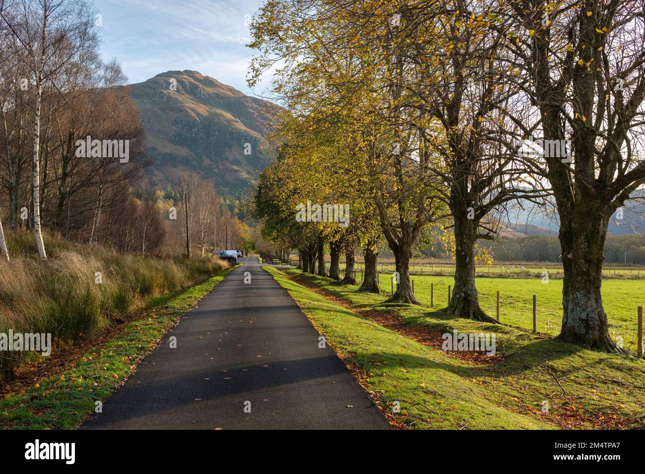 Scottish tree hi-res stock photography and images - Alamy