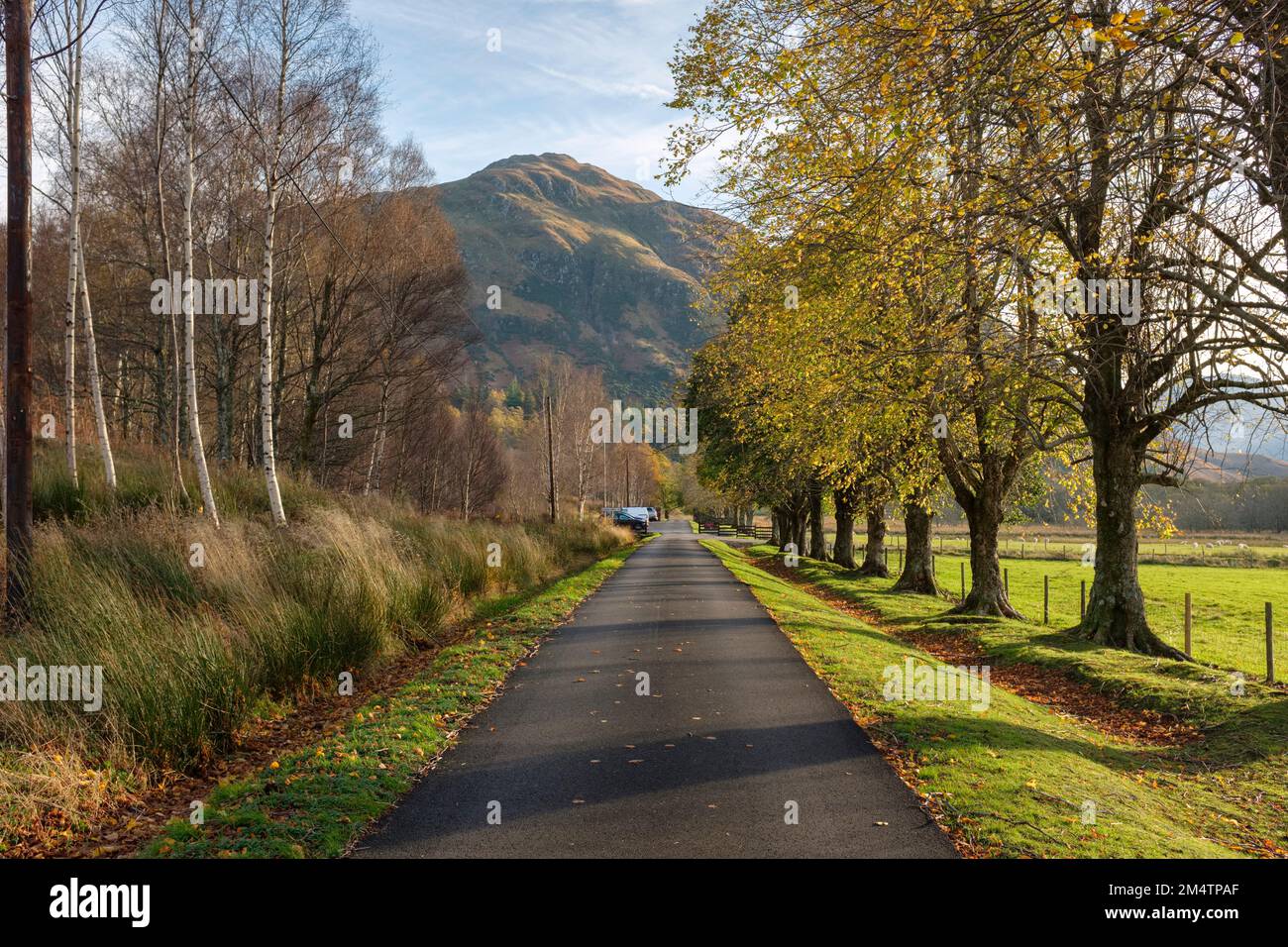 Tree lined Scottish B-road at Killilan Stock Photo - Alamy
