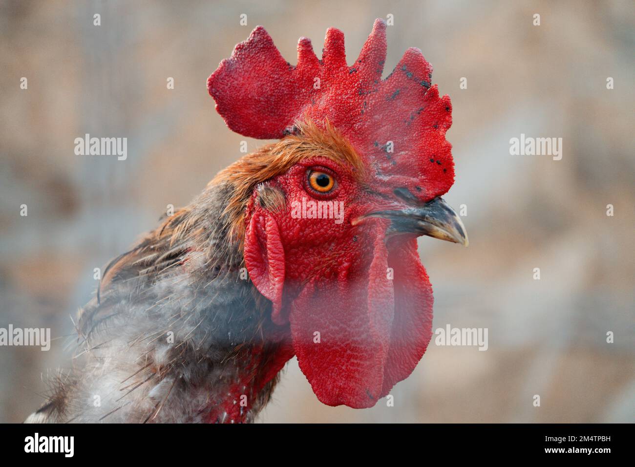 Metallic rooster hi-res stock photography and images - Alamy