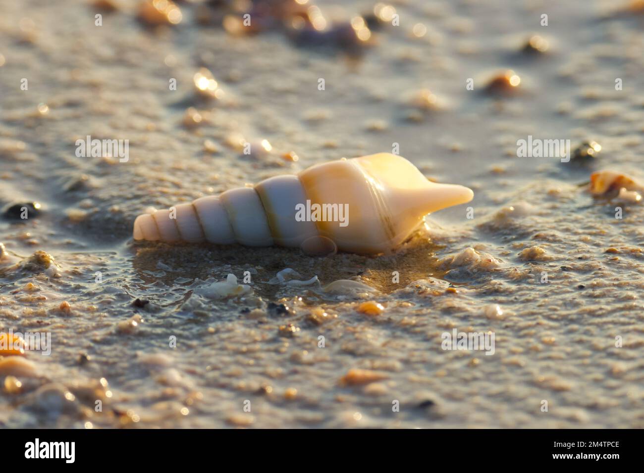 Seashell on the beach Stock Photo - Alamy