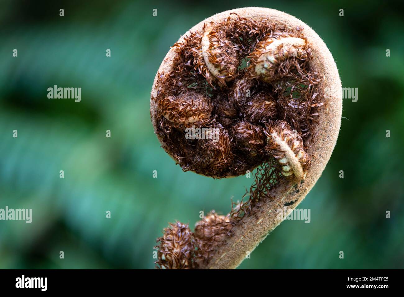 Fern frond about to open and form a new frond, Otari Wilton Bush ...