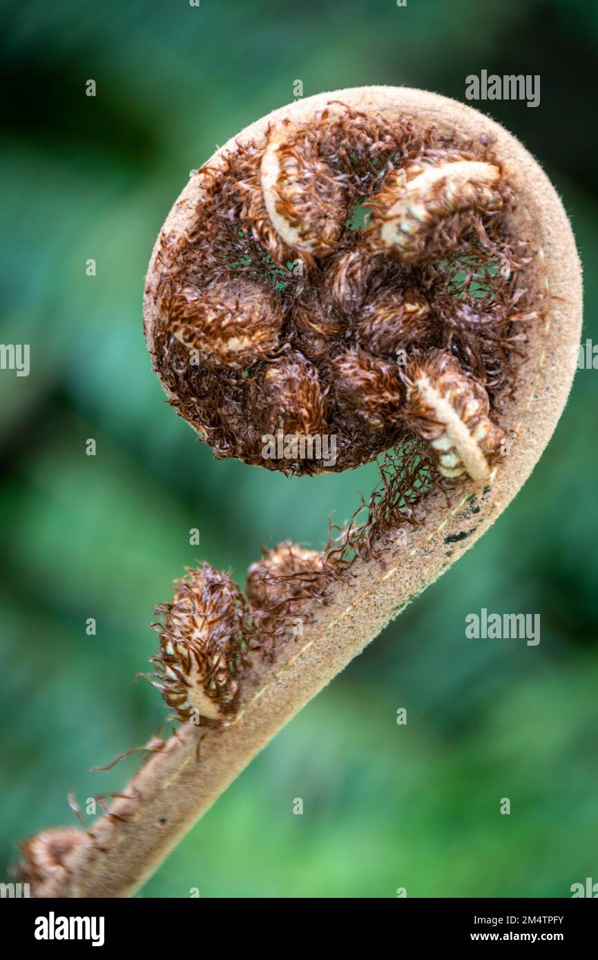 Fern frond about to open and form a new frond, Otari Wilton Bush ...