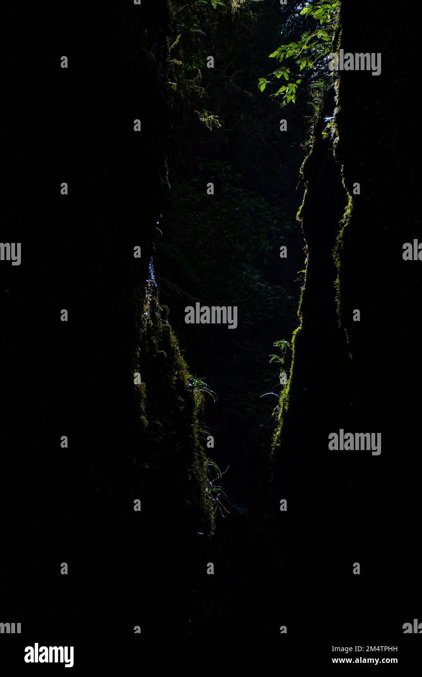 A vertical shot of a forest in the dark Stock Photo - Alamy