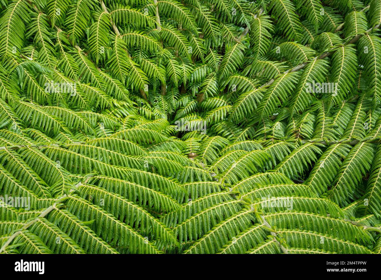 Tree fern from above, Otari Wilton Bush, Wellington, North Island, New ...