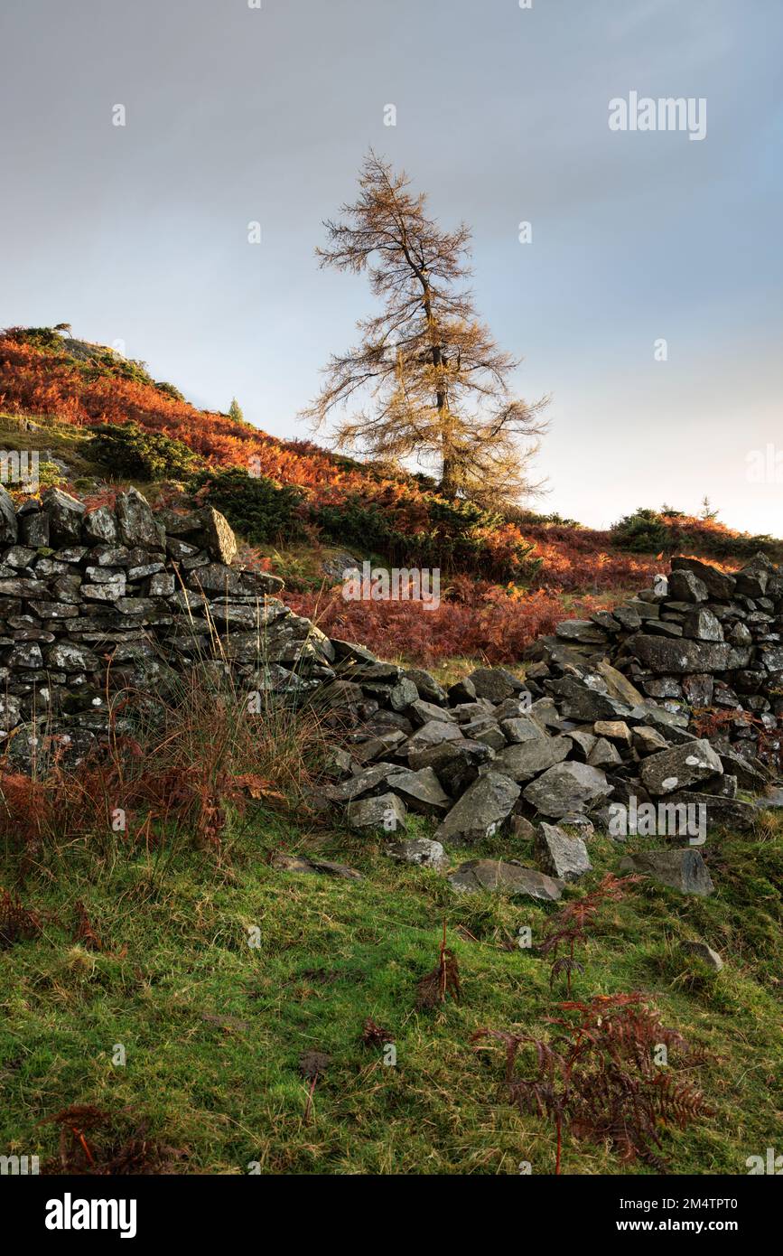 Damaged dry stone wall on Black Fell near Ambleside Stock Photo - Alamy