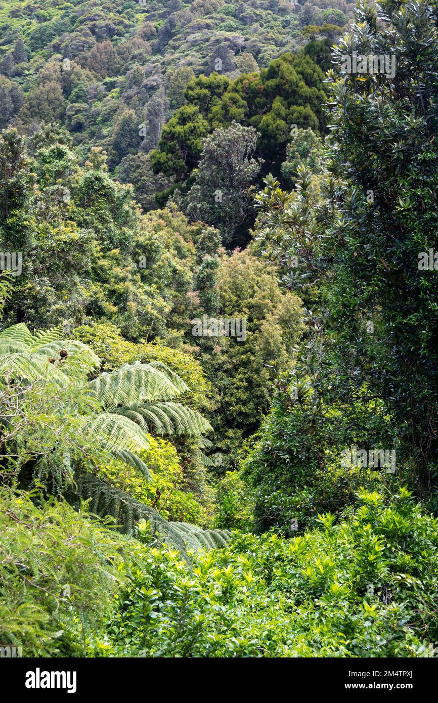 Rain forest, Otari Wilton Bush, Wellington, North Island, New Zealand ...