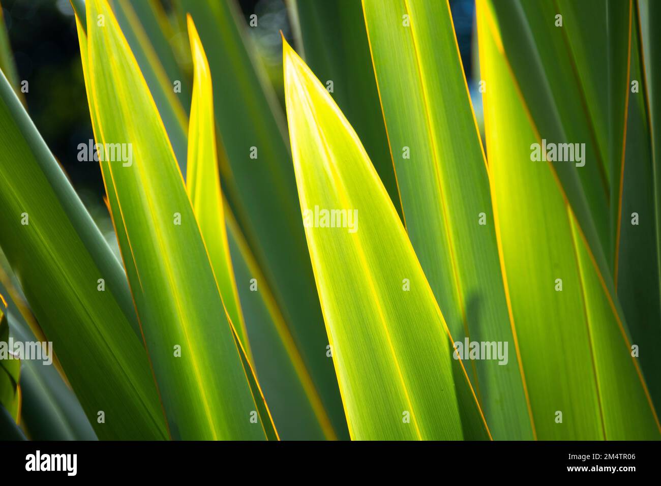 New zealand flax plant hi-res stock photography and images - Alamy