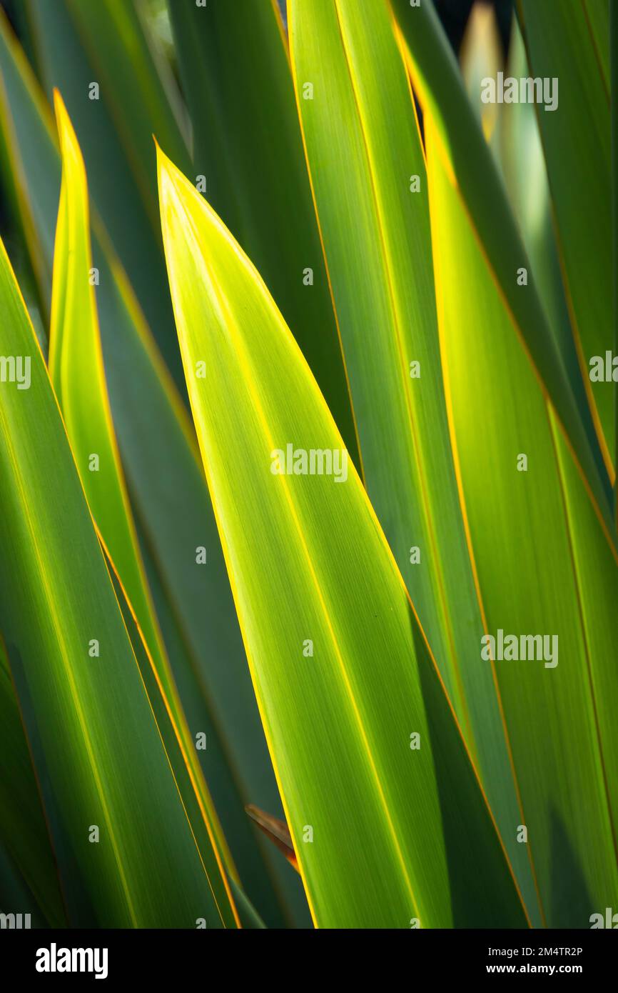 Flax leaves, Otari Wilton Bush, Wellington, North Island, New Zealand ...