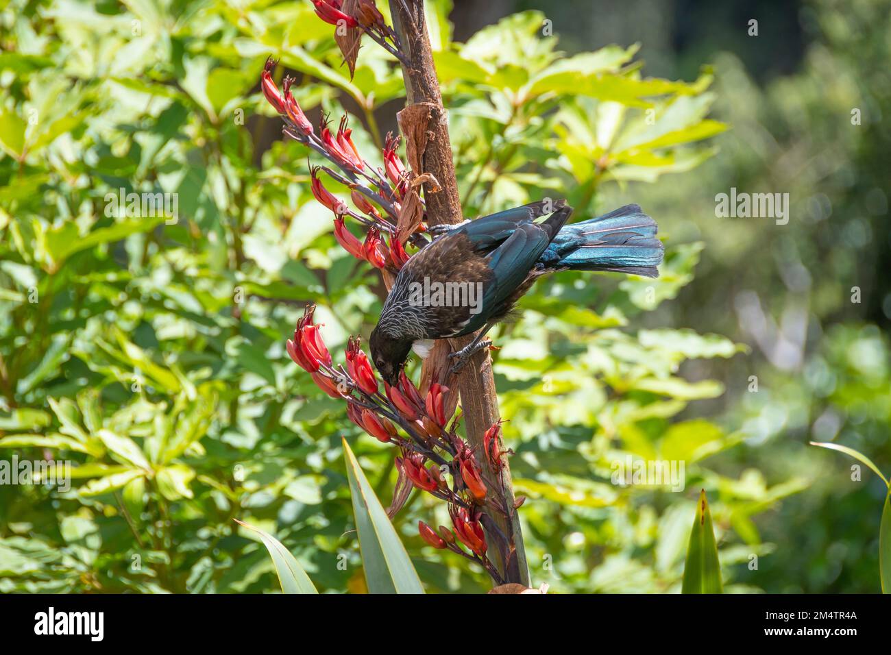 Tui feeding on flax flowers, Otari Wilton Bush, Wellington, North ...