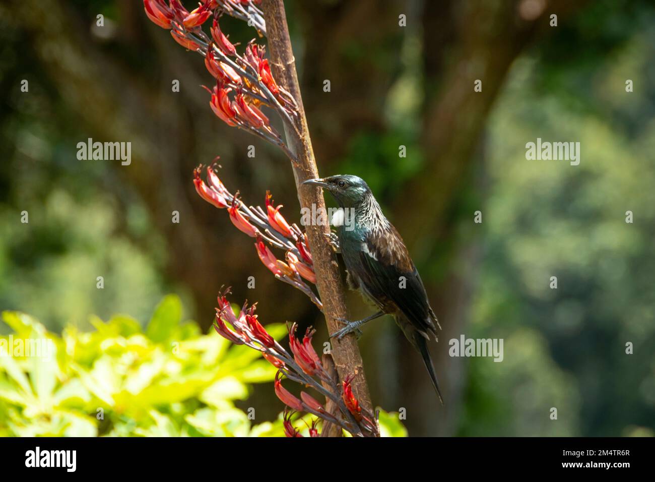 Tui feeding on flax flowers, Otari Wilton Bush, Wellington, North ...