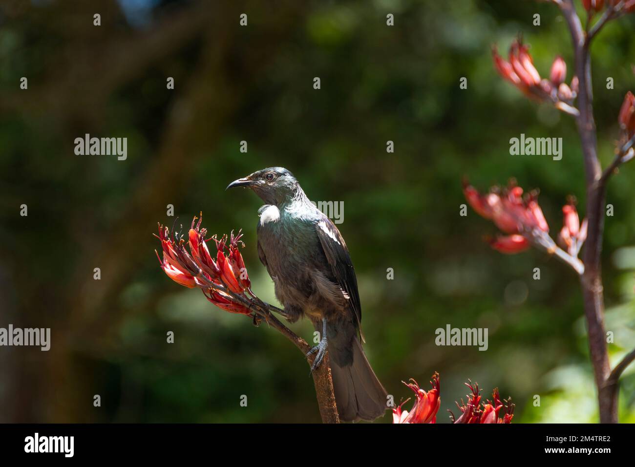 Tui feeding on flax flowers, Otari Wilton Bush, Wellington, North ...