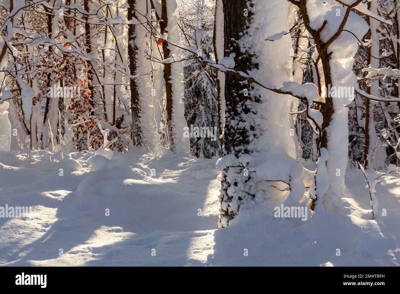 Knyszyn poland hi-res stock photography and images - Alamy