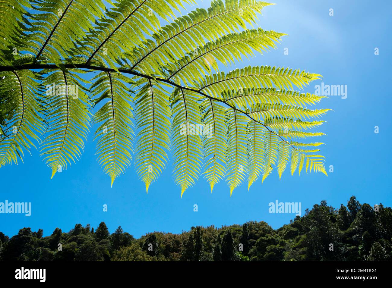 Tree fern frond above forest covered hillside, Otari Wilton Bush ...