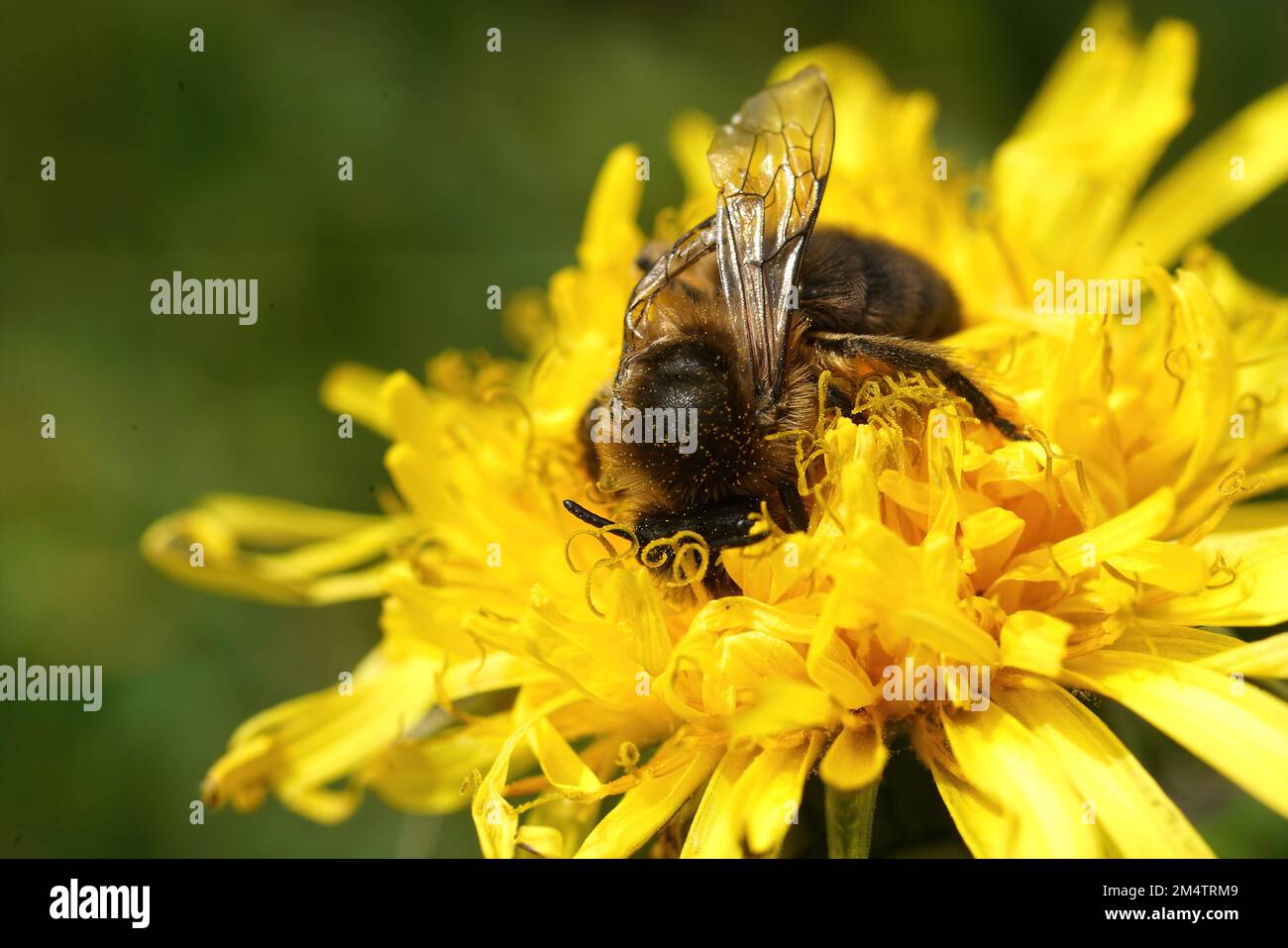 Natural closeup on a female vernal Colletes cunicularius , drinking ...