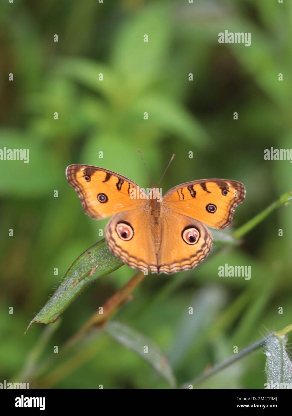 A vertical shot of a butterfly on the leaves Stock Photo - Alamy