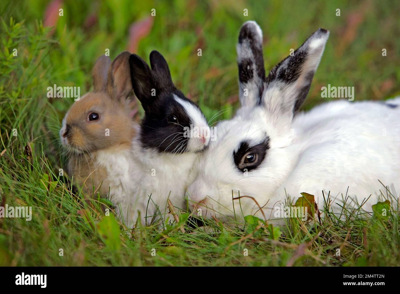 Three Rabbits domestic, mother and two curious Baby Rabbits lying ...