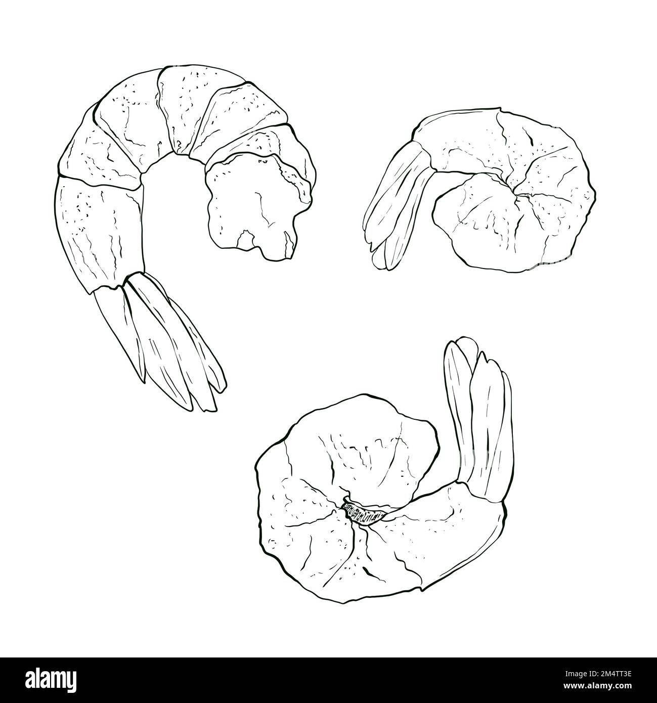 Shrimp hand drawing illustration. Isolated on white background. Seafood ...