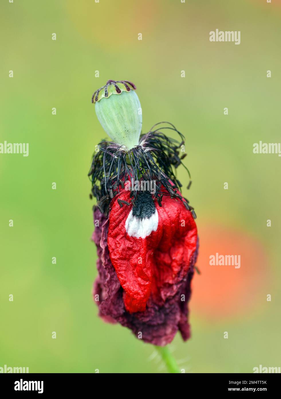 Poppy fruit (Papaver rhoeas) with fallen petals Stock Photo - Alamy