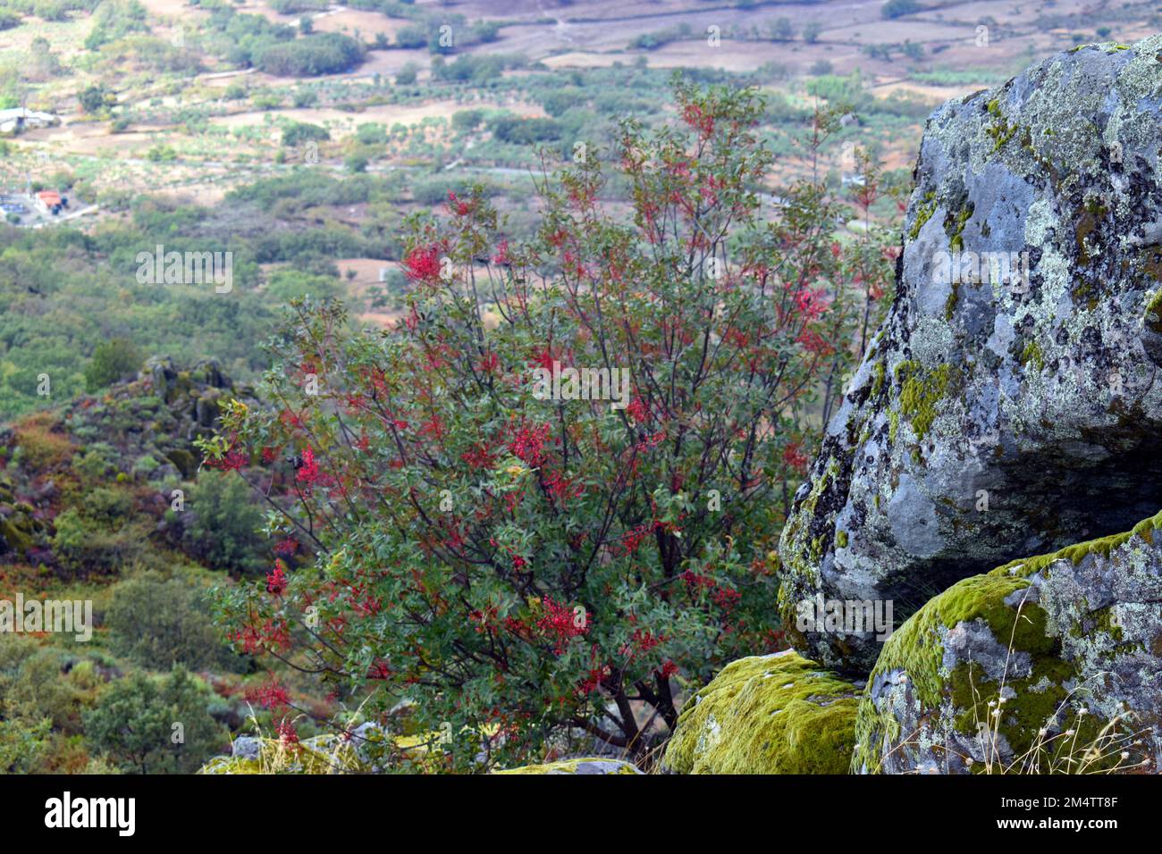 Pistacia terebinthus, also called the terebinth, with fruits Stock ...
