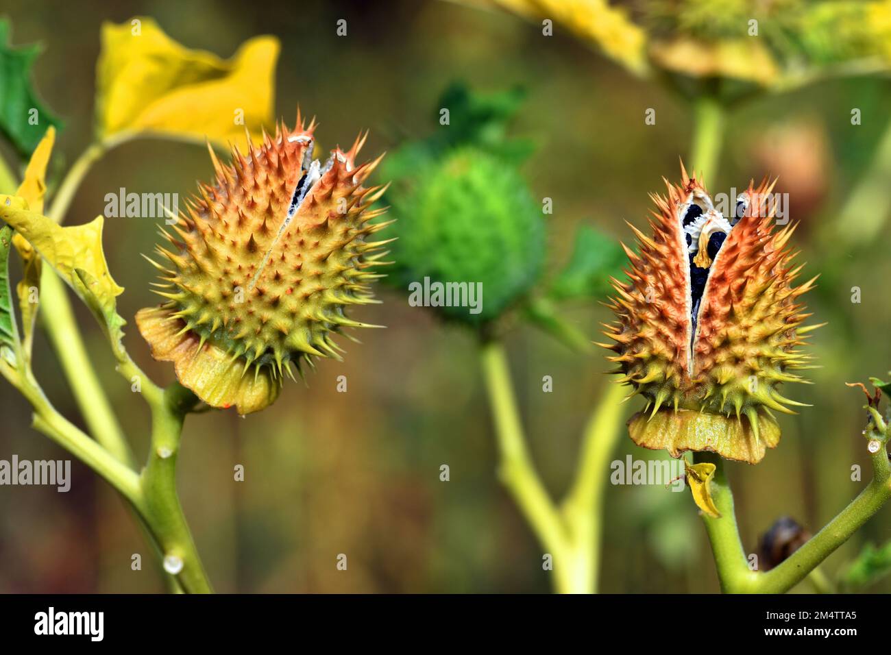 Fruit and seeds of the jimson weed (Datura stramonium), a toxic and ...