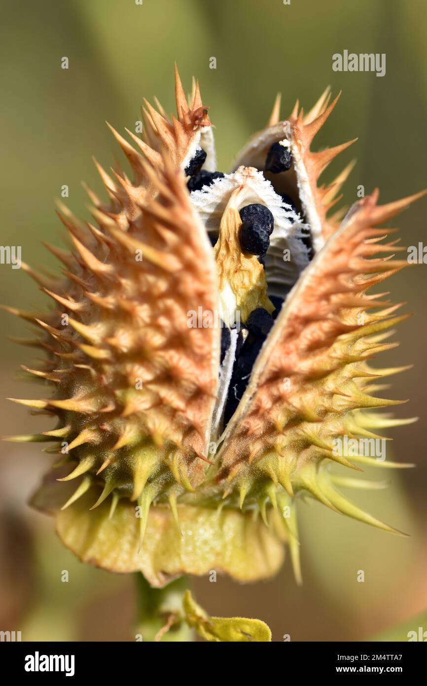 Datura stramonium fruit seeds hi-res stock photography and images - Alamy