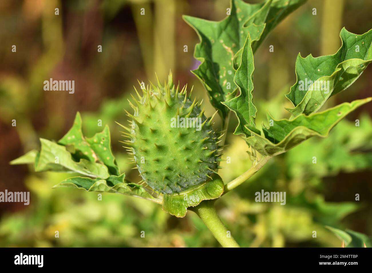 Fruit and seeds of the jimson weed (Datura stramonium), a toxic and ...