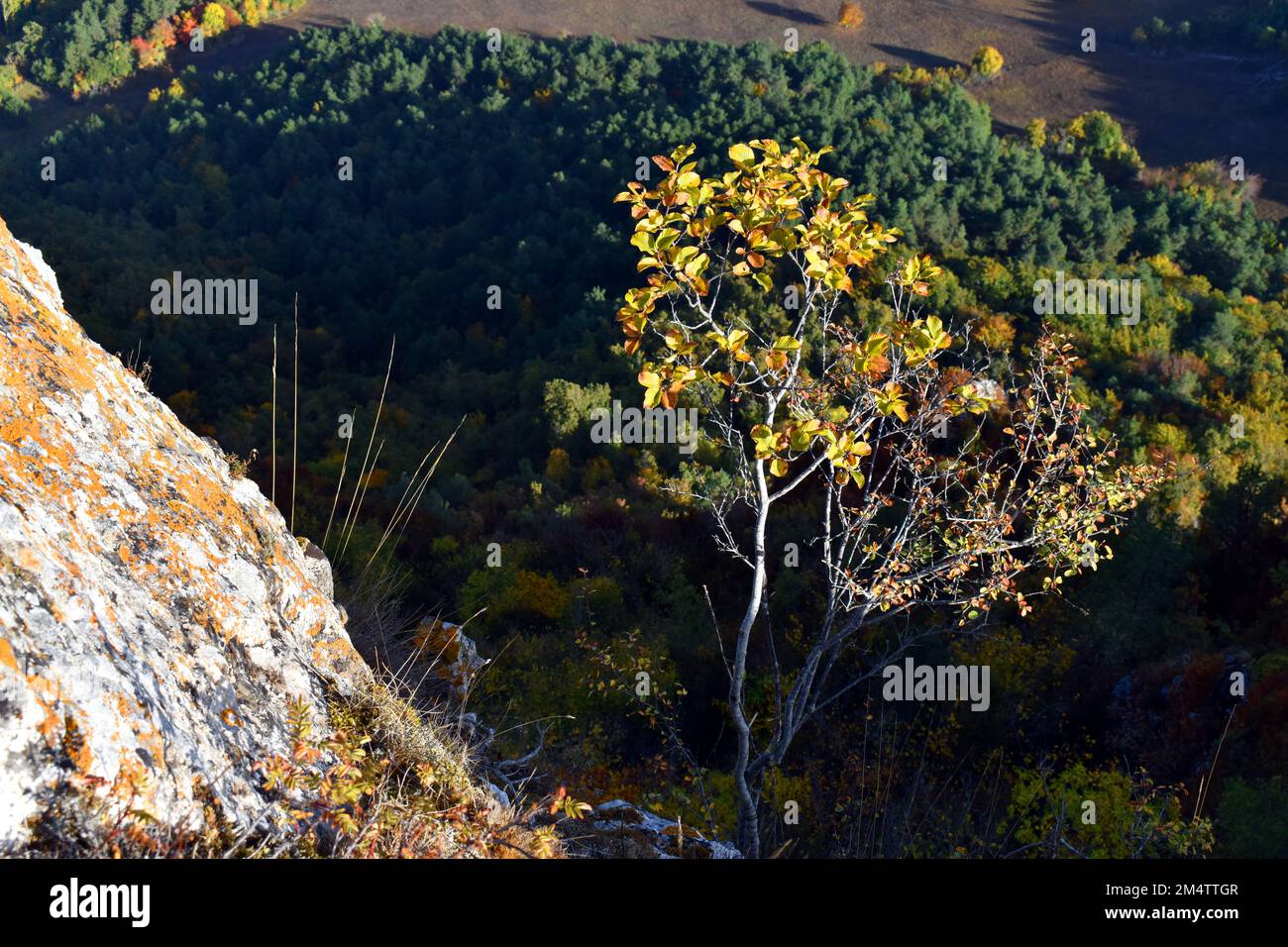 A small Sorbus aria tree with autumn foliage Stock Photo - Alamy