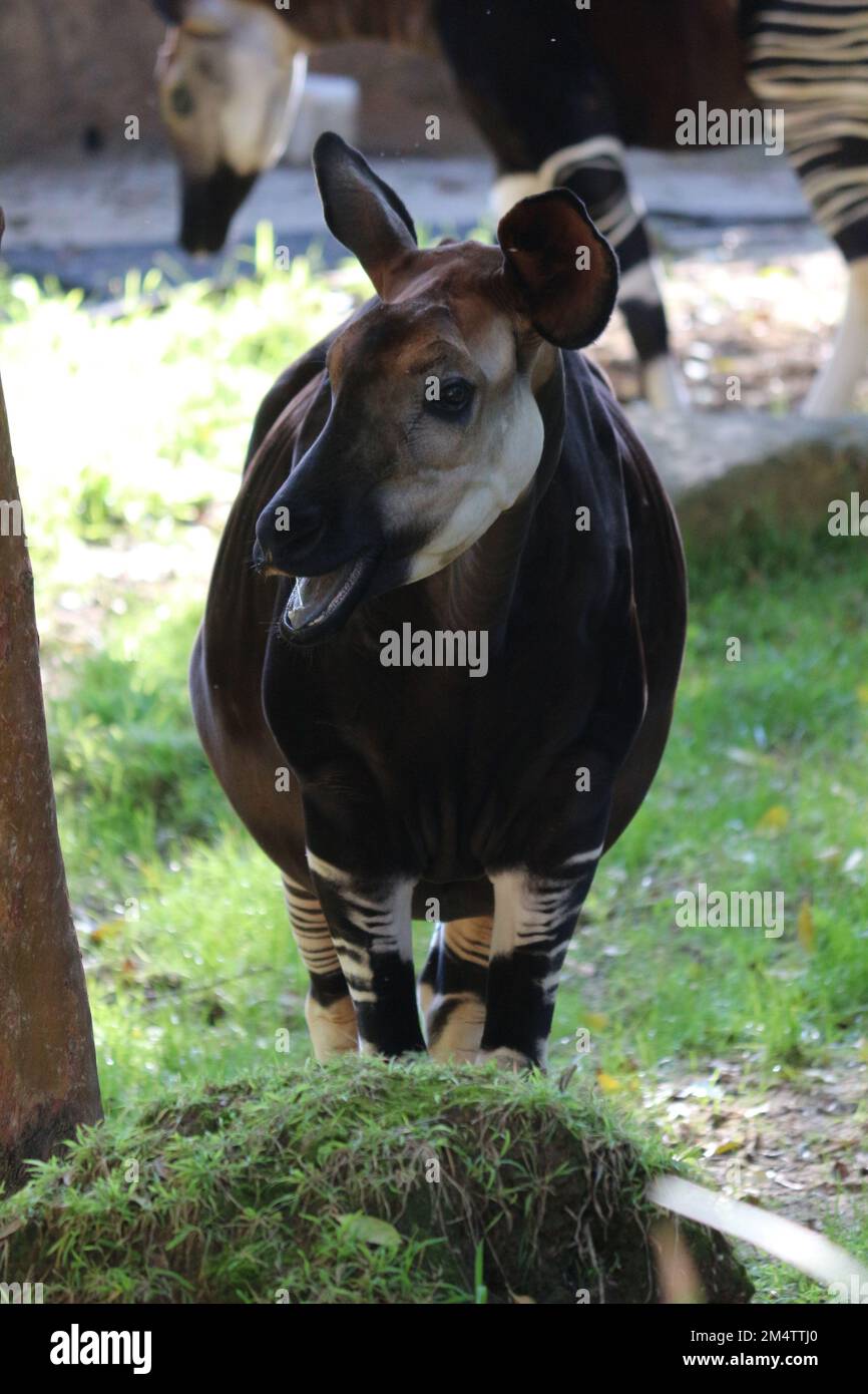 Giraffe with okapi hi-res stock photography and images - Alamy