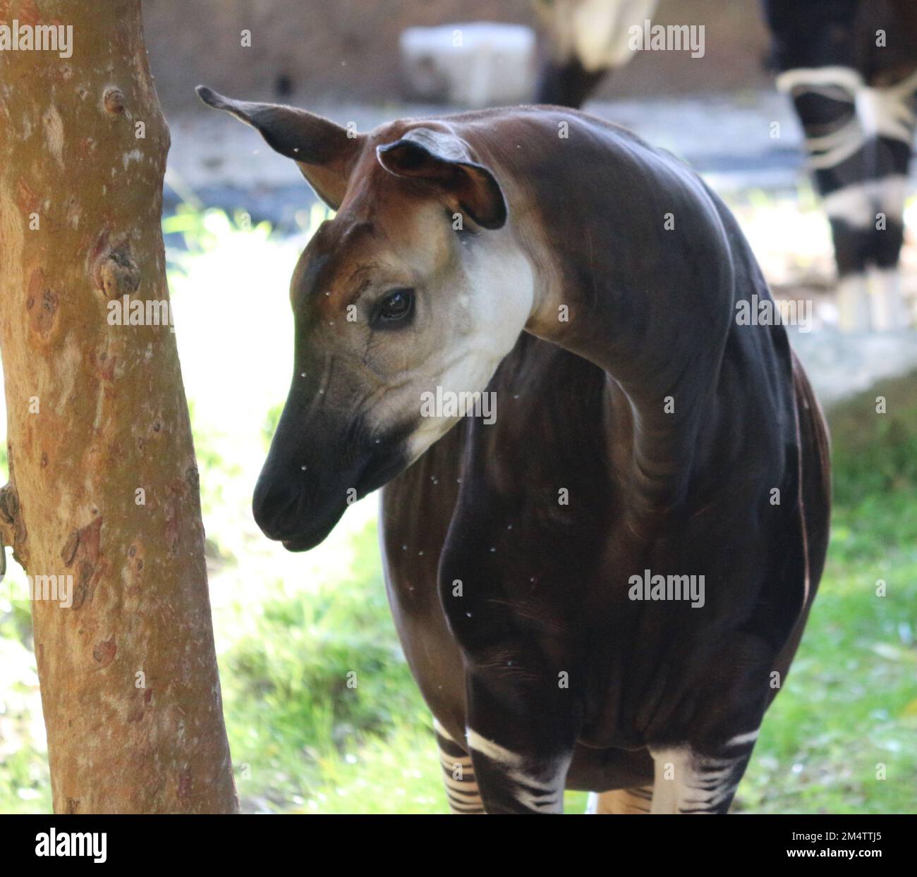 A closeup of an endemic Okapi forest giraffe Stock Photo - Alamy