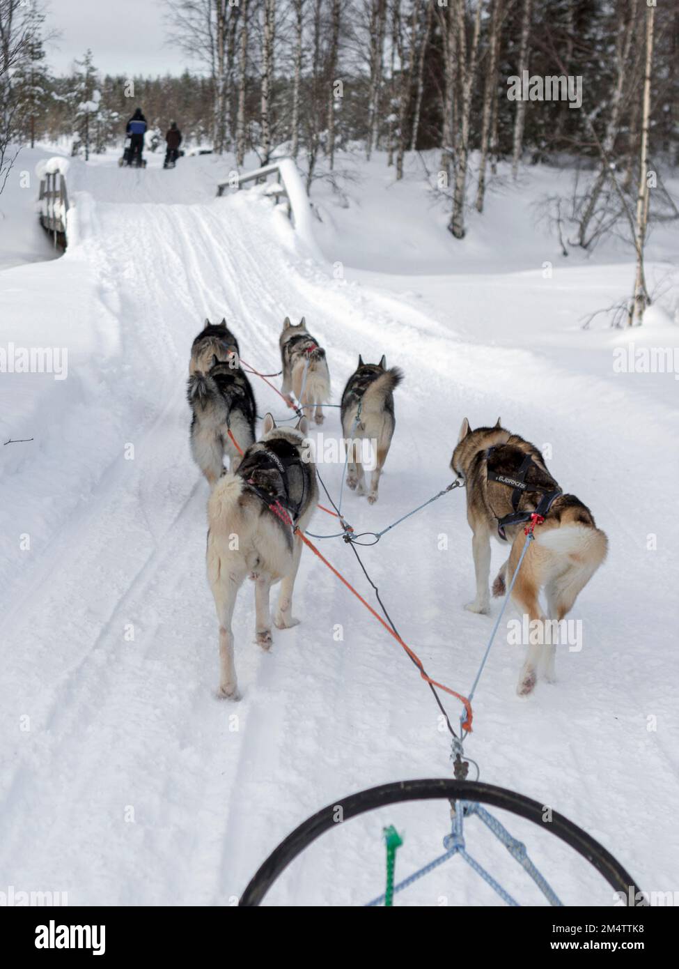 Huskey dogs in action iin Finnish Lapland Stock Photo - Alamy