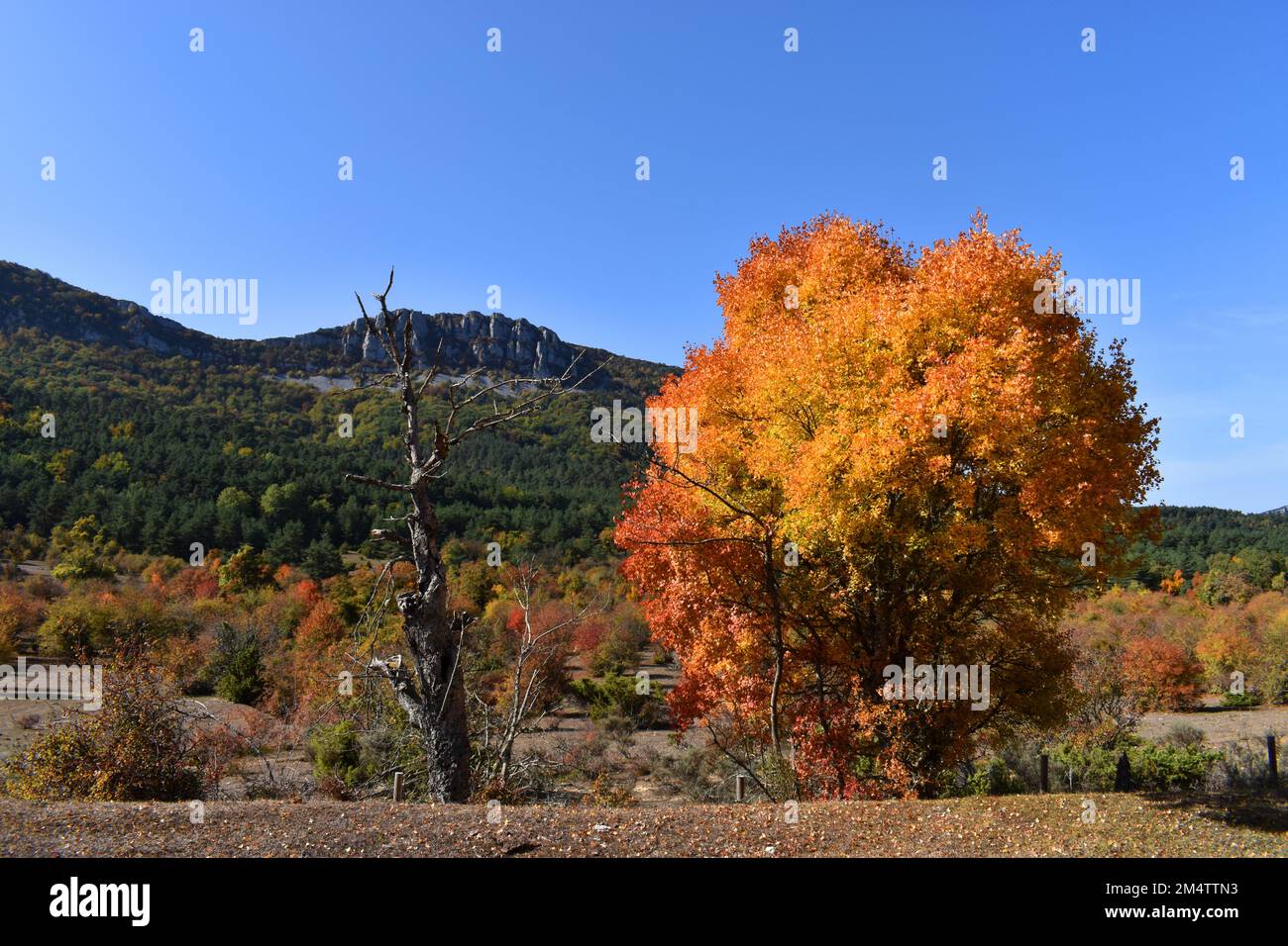 Montpellier Maple (Acer monspessulanum) with fall foliage Stock Photo ...