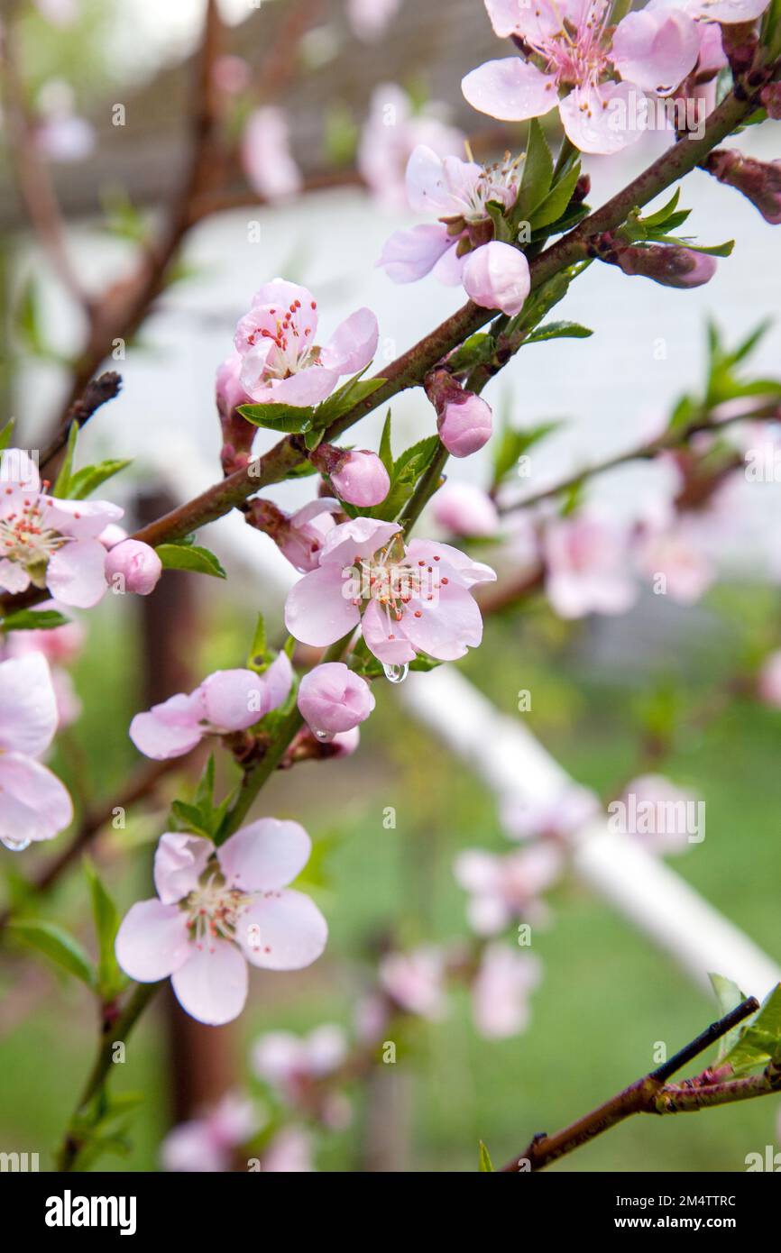 Fruit orchard at spring time with blossoming peach trees. Close up view ...