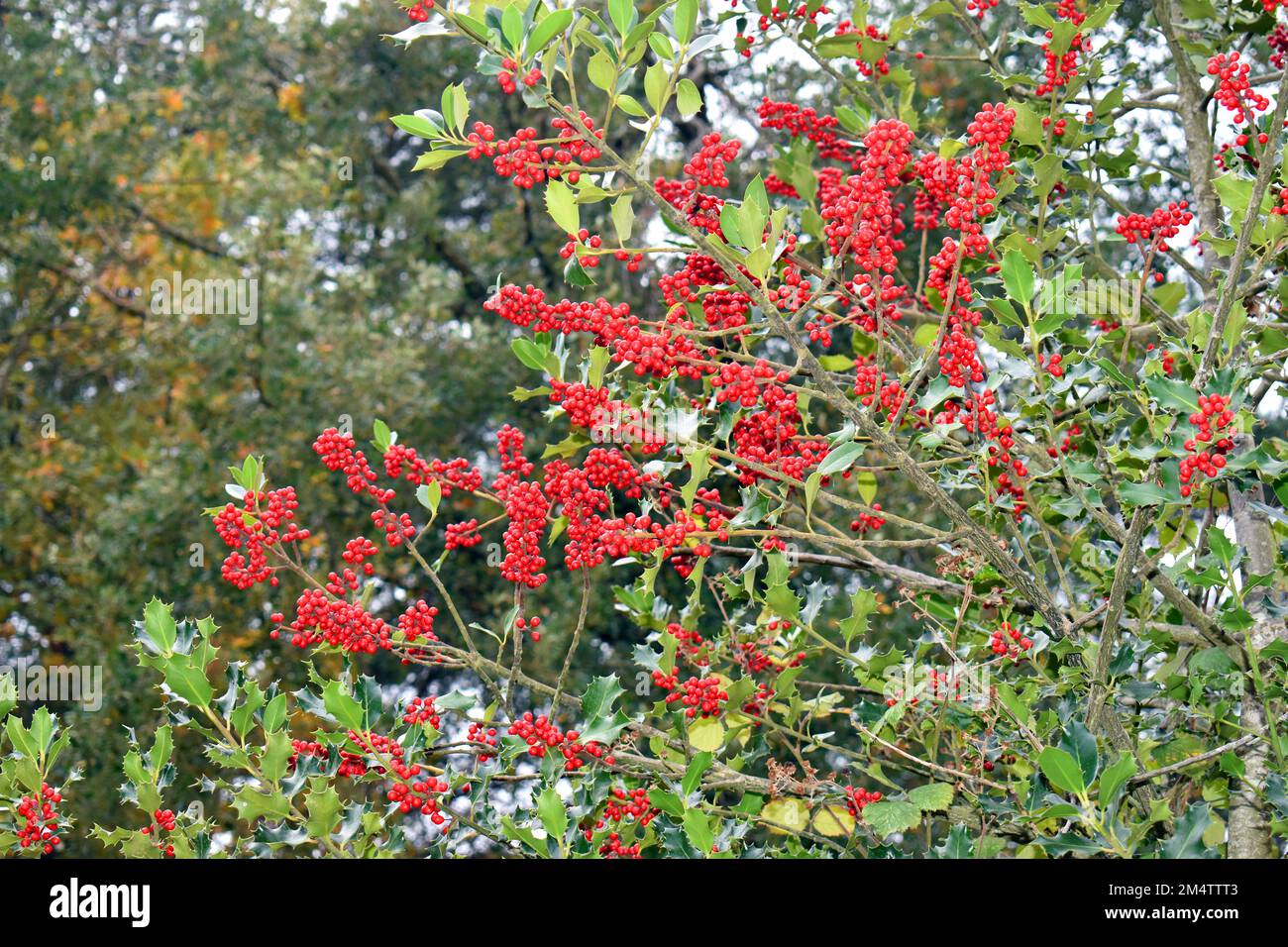 Fruits of the Holly (Ilex aquifolium) in the fall Stock Photo - Alamy