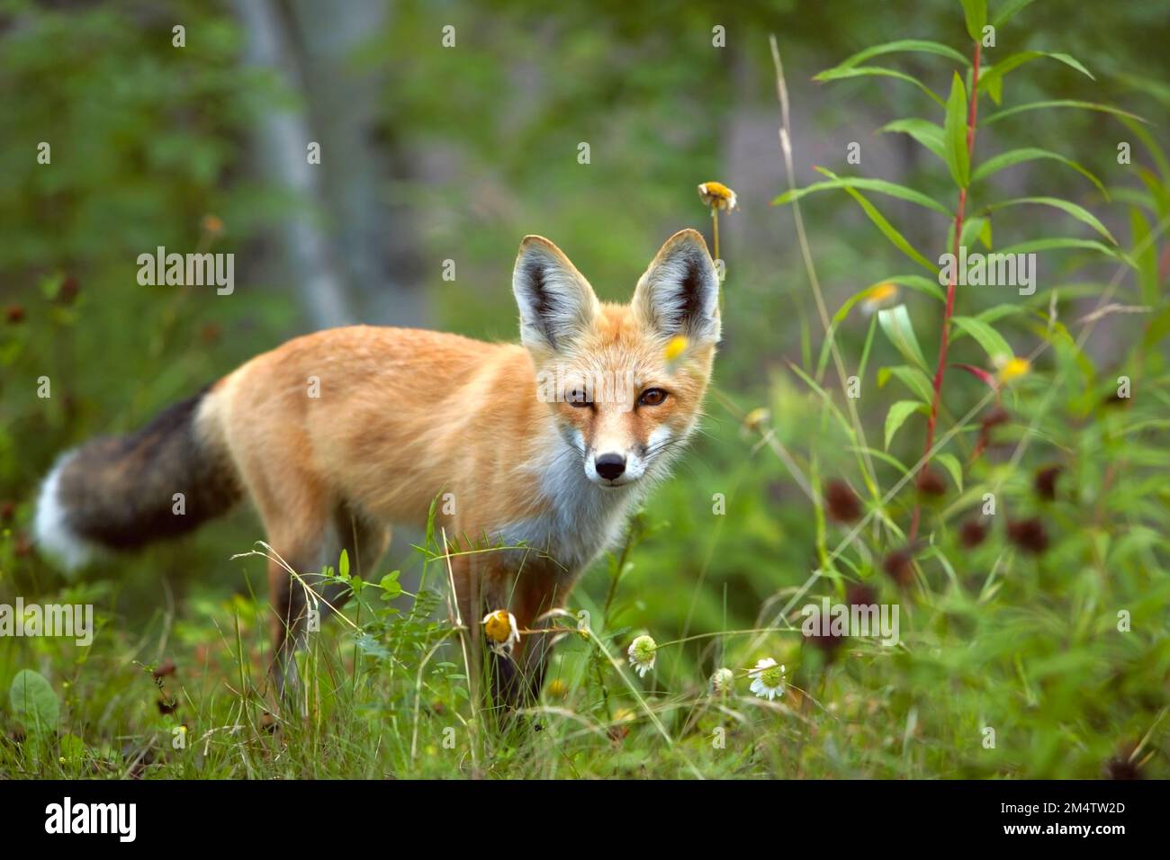 Red Fox standing in the grass, looking, alert Stock Photo - Alamy