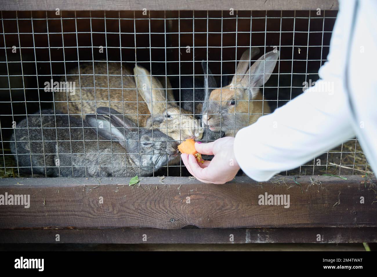 Rabbits in a cage and a hand giving a carrot. animal concept Stock ...