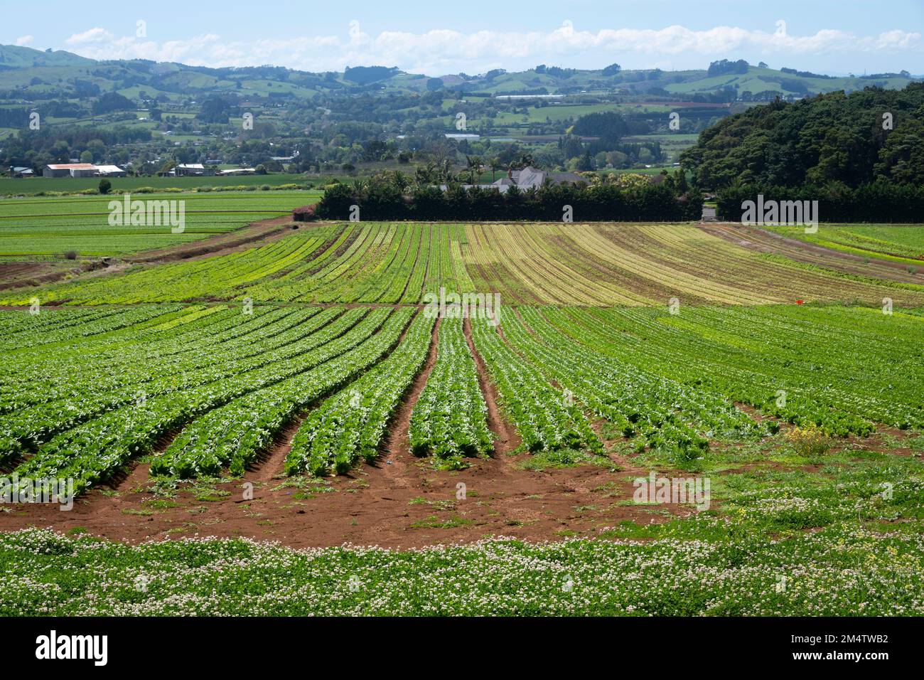 Cabbages growing in field at Pukekohe,a market gardening area south of ...