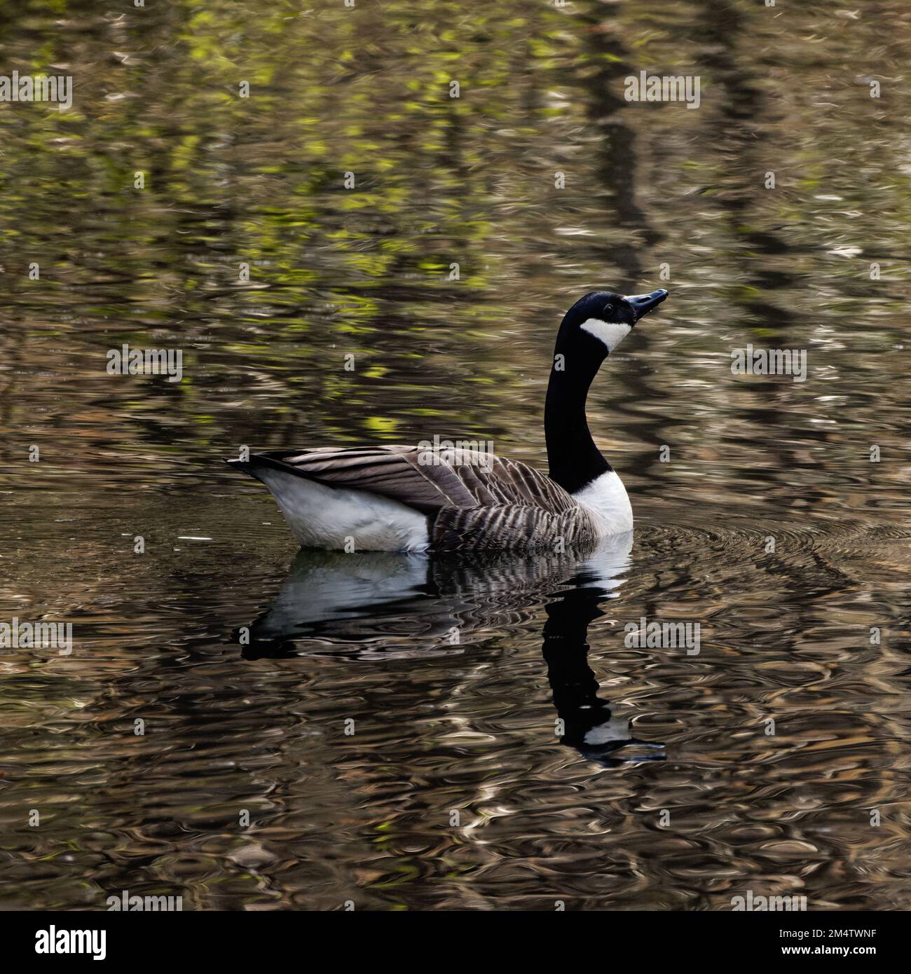 Canada Goose at Moss Valley lake, Brynteg, Wrexham, North Wales, United ...