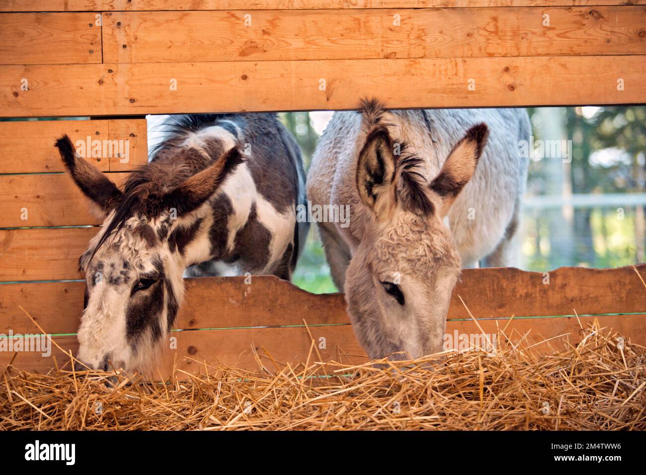 Donkeys as pets hi-res stock photography and images - Alamy