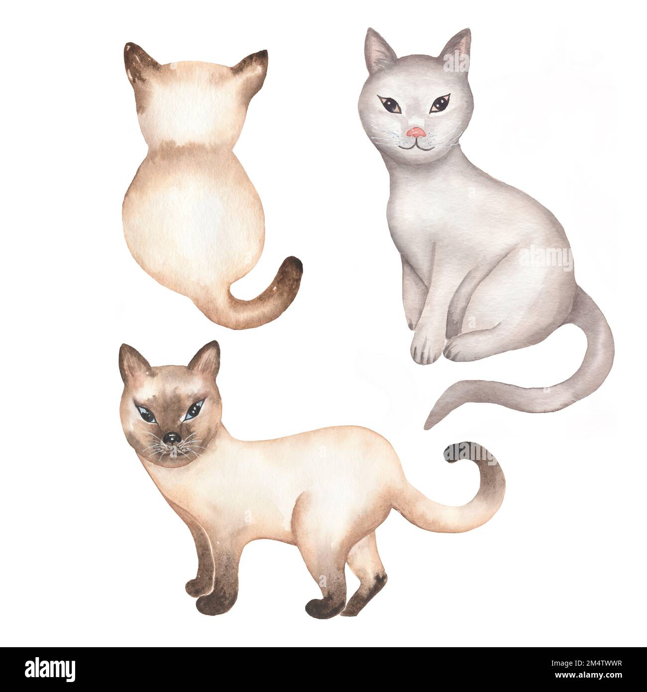 Watercolor cat clipart, animals illustration. domestic animal. Hand ...