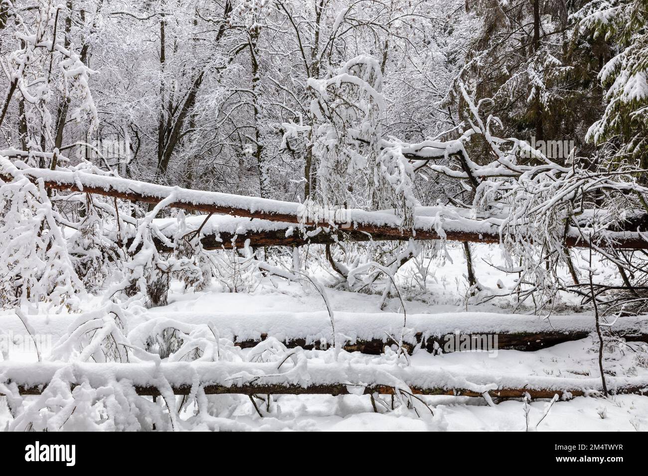 Bory tucholskie hi-res stock photography and images - Alamy