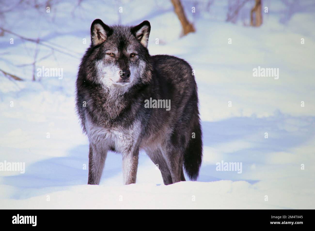 Black Timber Wolf standing in snowy meadow, looking alert Stock Photo ...
