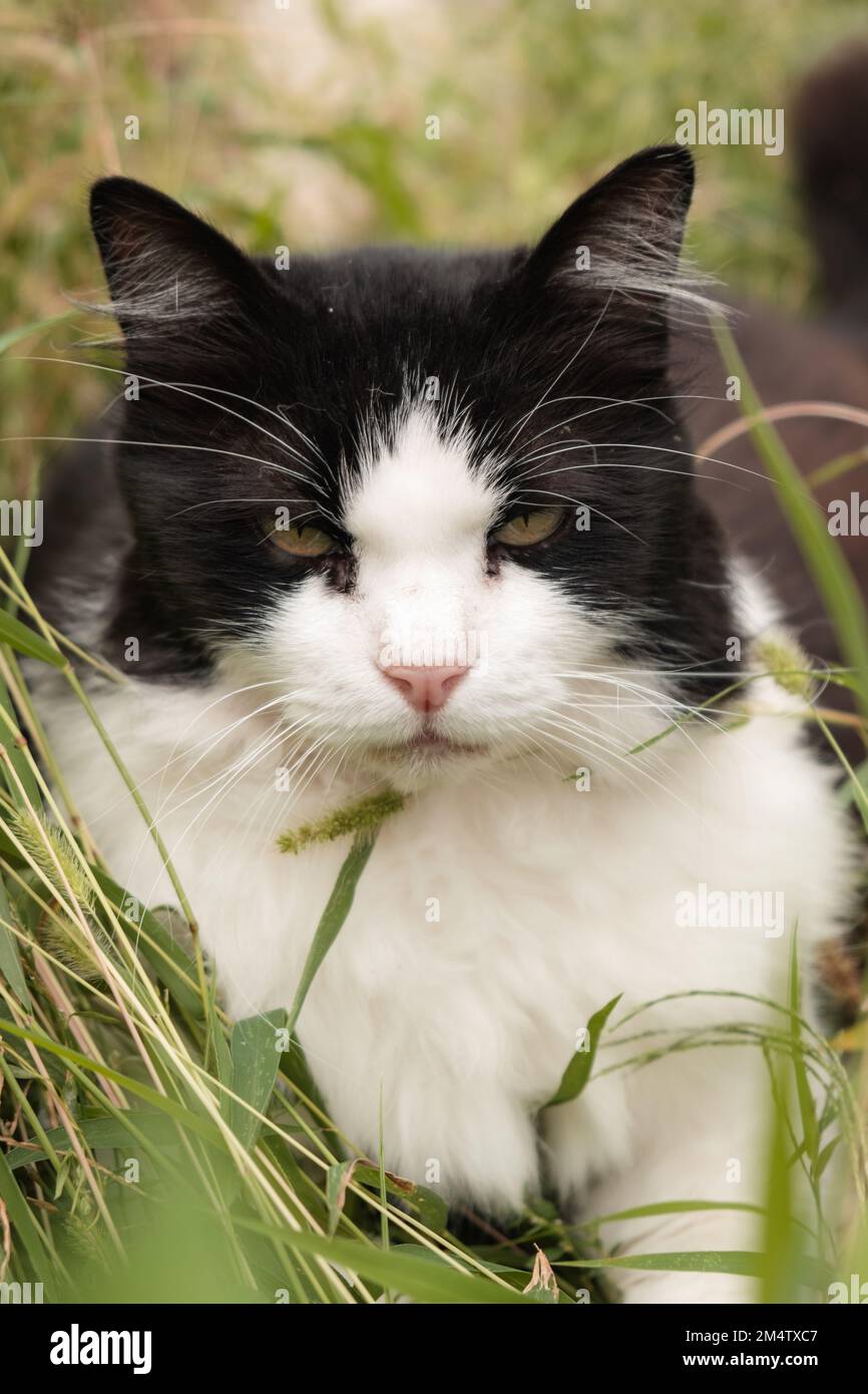 A vertical closeup of a black and white cat with a beautiful face lying ...