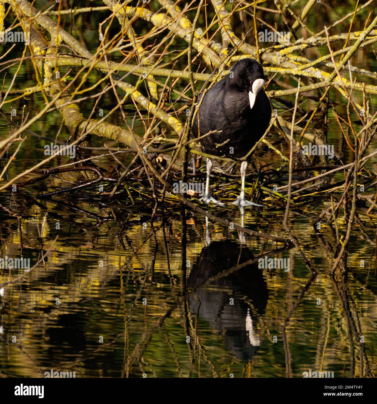Party webbed hi-res stock photography and images - Alamy