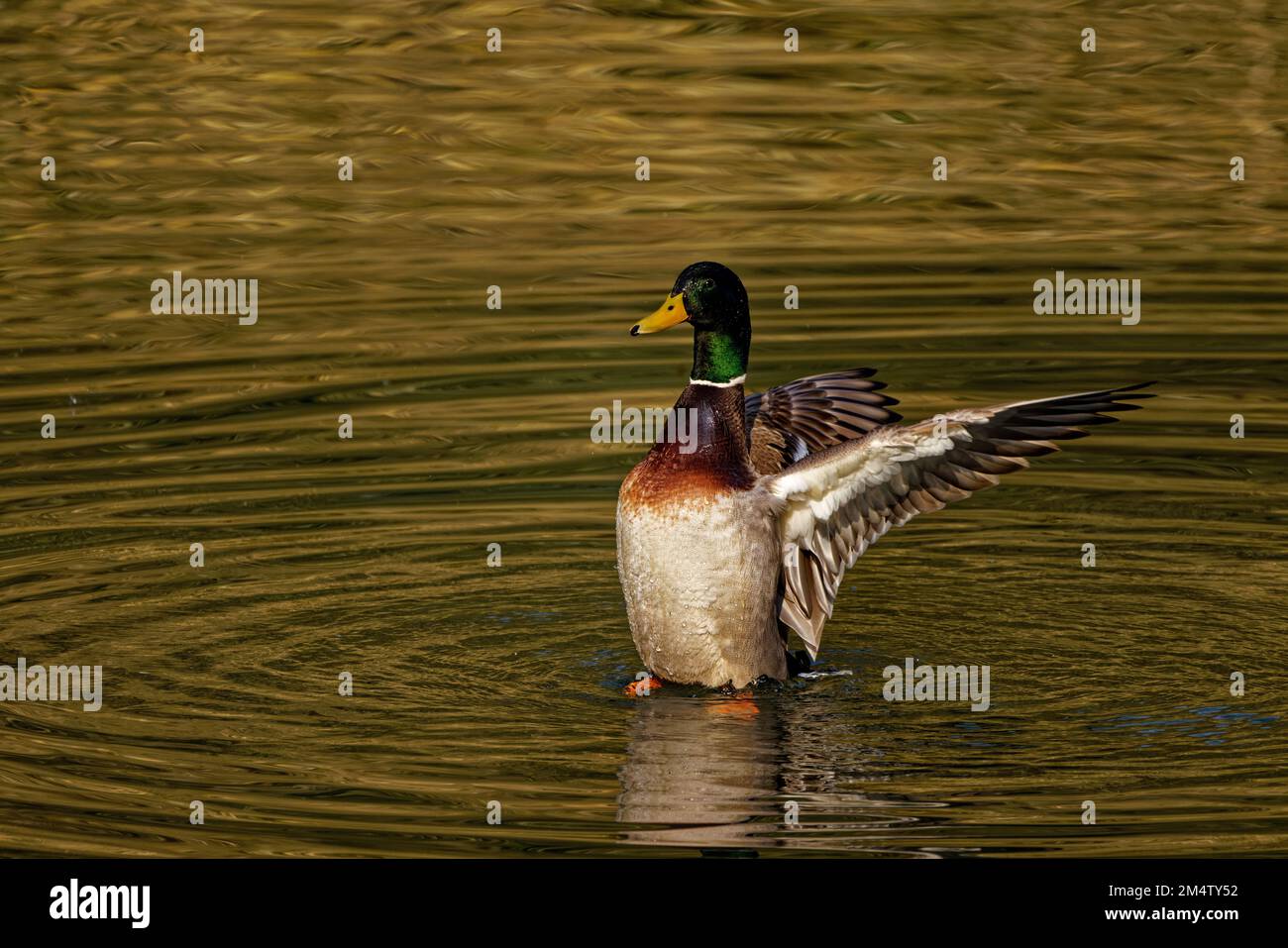 Male Mallard duck spreading his wings whilst standing in shallow water ...